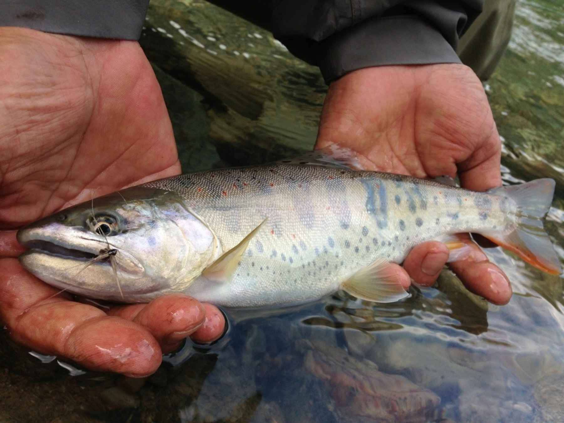Tenkara USA in Japan | Hatch Magazine - Fly Fishing, etc.